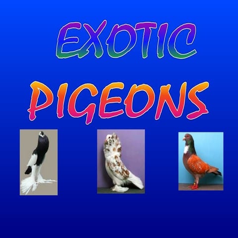 Exotic pigeons | PPT
