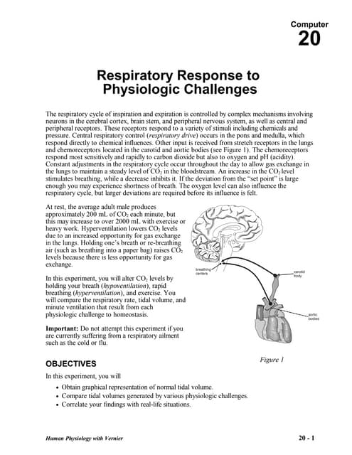 Official heart rate lab report | PDF | Heart and Cardiovascular ...