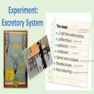 Experiment excretory system | PPTX
