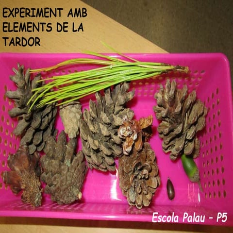 Experiment amb elements de la tardor | PPTX