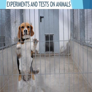 Experiments And Tests On Animals (Case study) | PPT