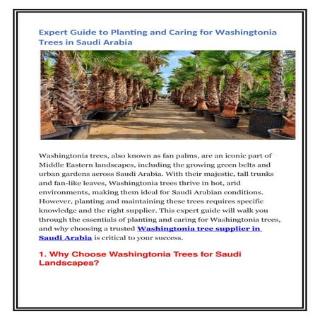 Expert Guide to Planting and Caring for Washingtonia Trees in Saudi ...