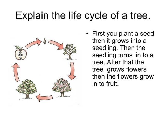 Plants and photosynthesis Unit 3 year 3 | PPTX