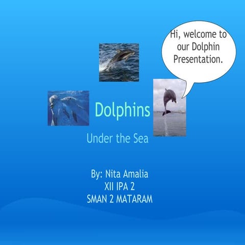 Dolphin Communication | PDF