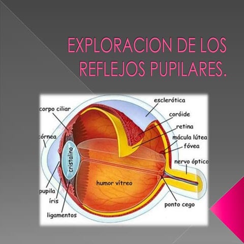 Exploracion de los reflejos pupilares | PPTX