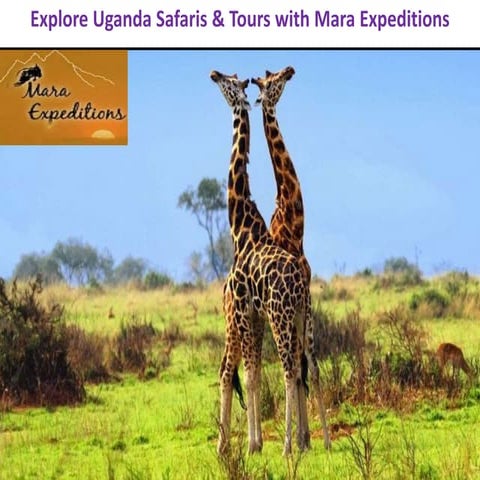 Discover the Wild Wonders of Uganda.pdf