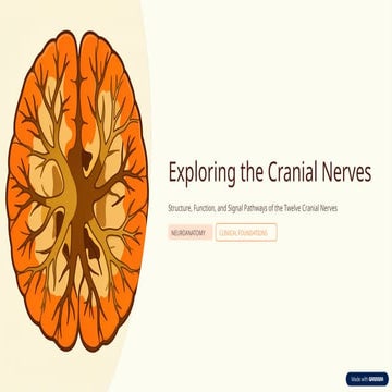 Comprehensive Exploration of the Twelve Cranial Nerves: Structure ...
