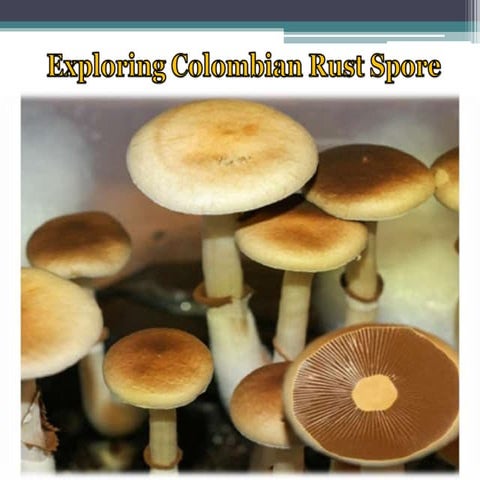 Exploring Best Colombian Rust Spore Online | PPT