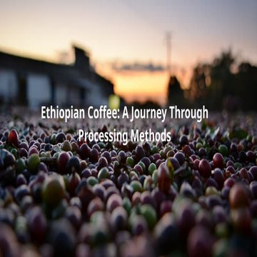 Exploring Ethiopia’s Signature Coffee Processing Styles.pptx