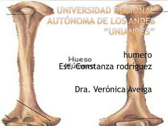 Humero | PPT