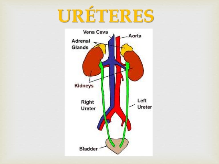 URETERES