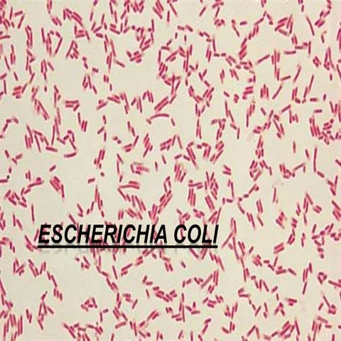 Escherichia coli | PPTX