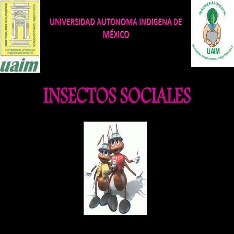 insectos sociales | PPTX