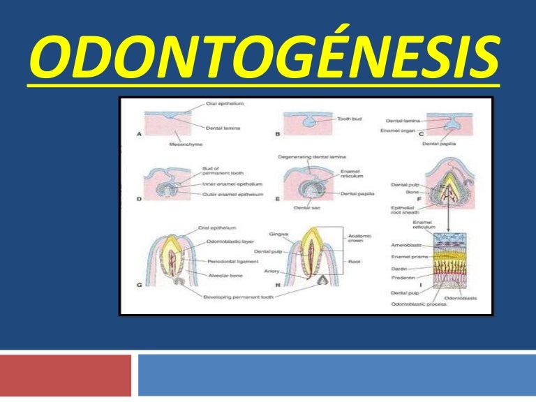 Odontogénesis