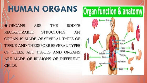 The human body systems for kids (year 6 - revision) | PPT