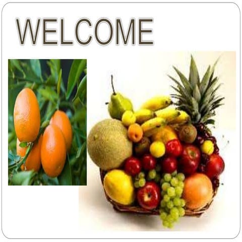 FOOT KAKDI / KACHRA / KACHRI (Cucumis melo / Cucumis Callosus ...