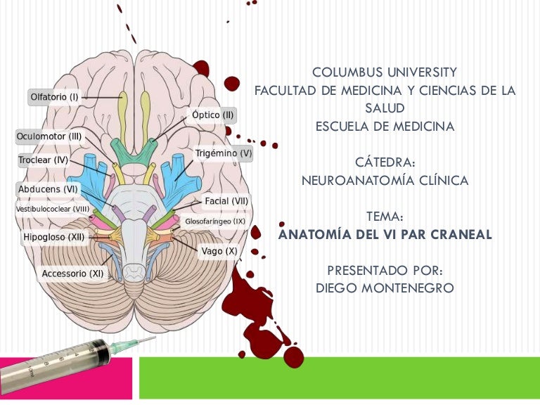 ANATOMÍA DEL VI PAR CRANEAL - NERVIO ABDUCENS