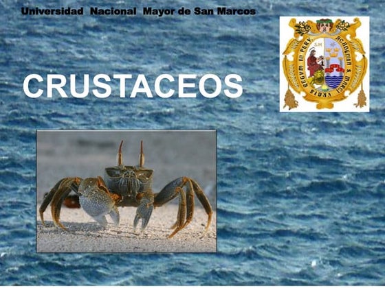 Crustaceos | PPT | Fish and Aquariums | Pets