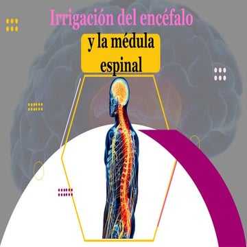 Patología vascular medular. | PPTX