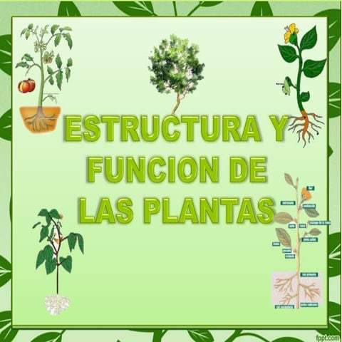 Estructura y función de las plantas | PPTX
