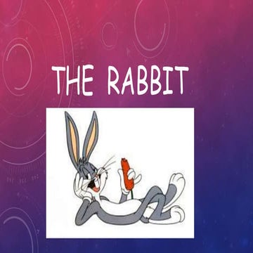 THE RABBIT | PPTX