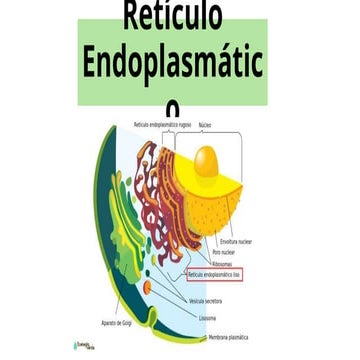 15 El-Reticulo-Endoplasmico-Liso-Funciones-Versatiles-y-Esenciales.pdf