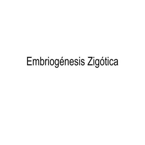 Embriogénesis Zigótica Vegetal y Morfogénesis de la Raíz | PPT