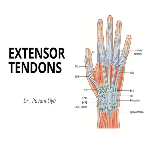 Extensor apparatus hand | PPT