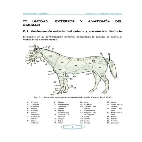 Anatomía De Las Partes Del Cuerpo Del Caballo