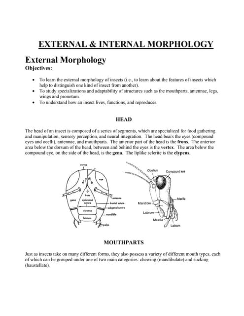 Insect Leg Structure And Modifications Ppt