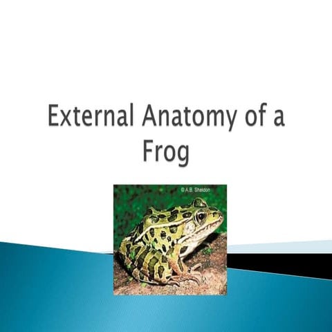 Frogdiss | PDF