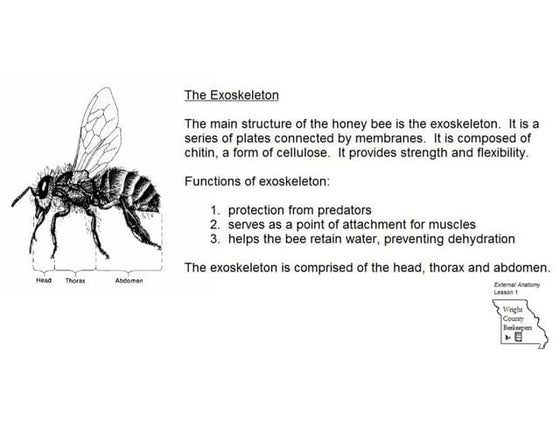 Honey bee & human being | PPTX