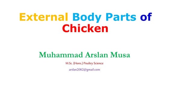 External anatomy of a cattle.docx