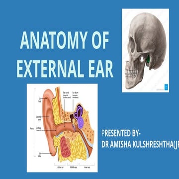 ANATOMY OF EXTERNAL AUDITORY CANAL | PPTX