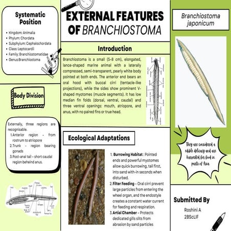 External Features of Branchiostoma Animal Diversity.pdf