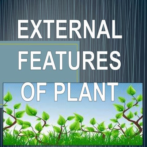 External features of plant | PPTX