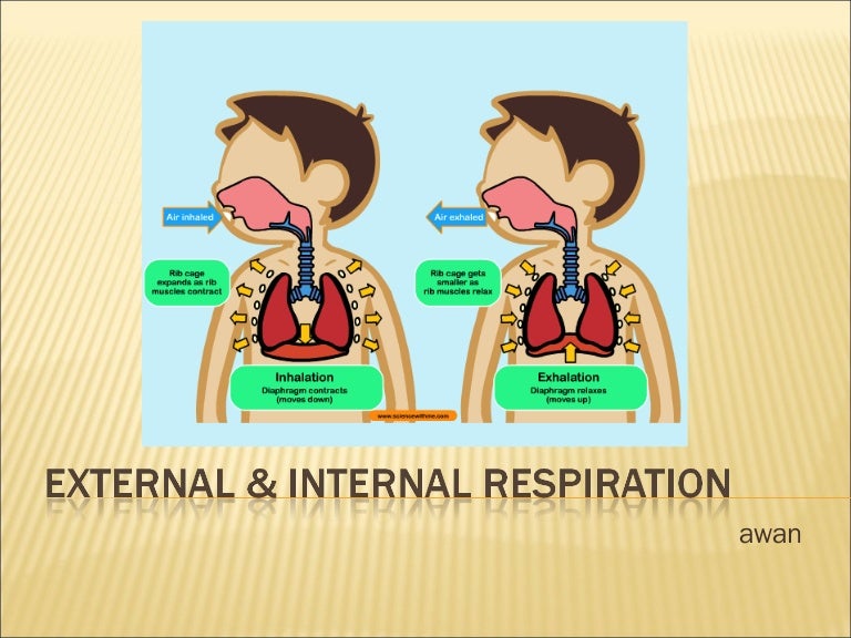 External Respiration