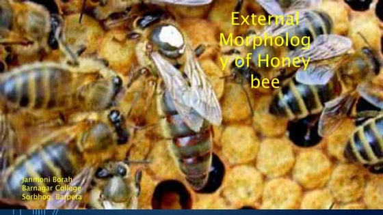 Morphology and anatomy of honeybee | PPT