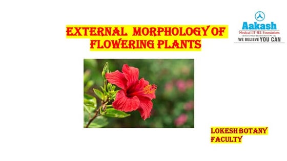 Morphology_of_Flowering_Plants_Class11.pptx