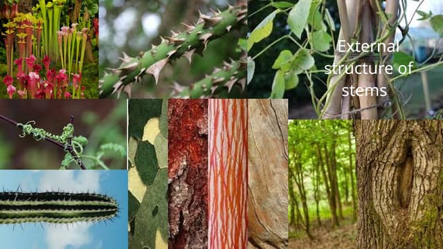 Planting-Systems.pptx