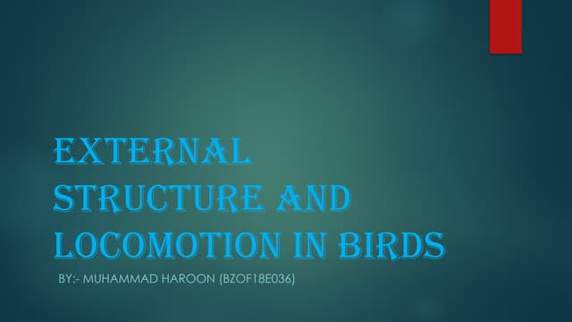 External features of birds | PPTX