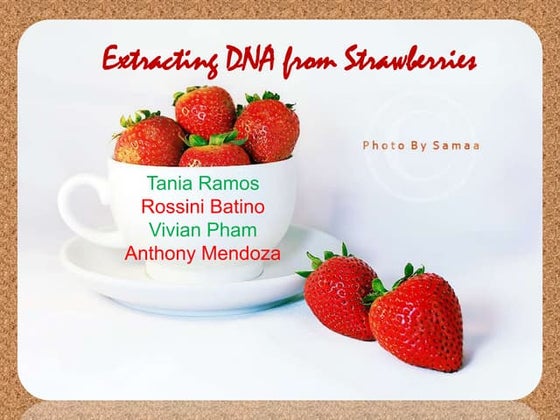 Dna From Strawberries | PPT