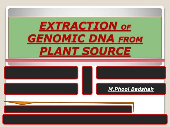 DNA extraction from Banana, green pea seeds and spinach.pptx