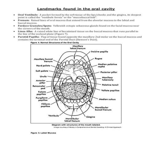 landmarks of face and oral cavity | PPT