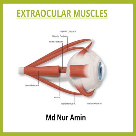Extraocular muscles | PPTX