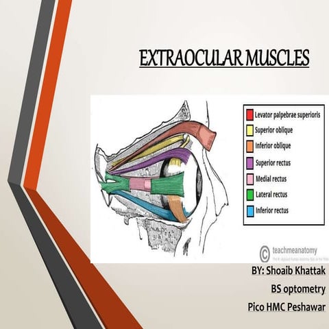EXTRAOCULAR MUSCLES.pptx