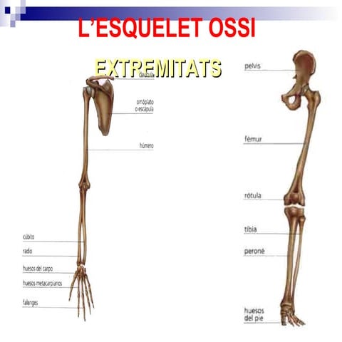 Extremitats | PPT