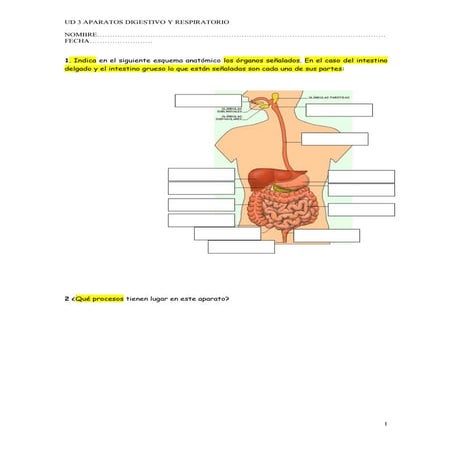 Sistema Excretor | DOC