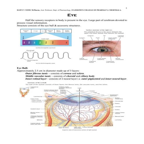 Eye | PDF