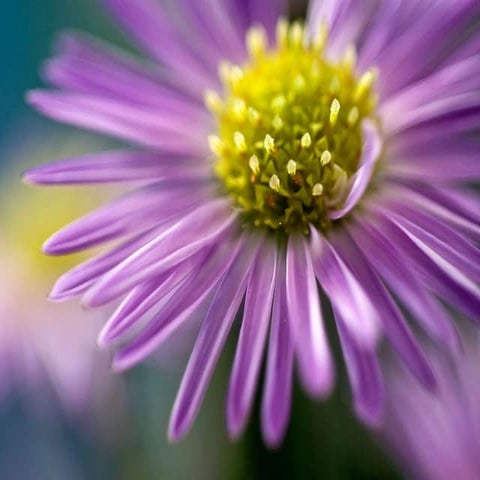 Eye-catching Dahlia flowers | PPSX